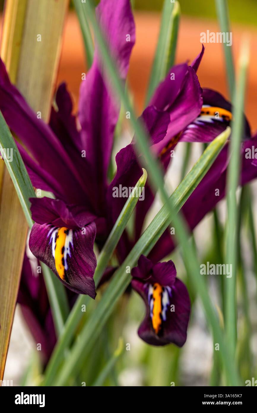 Lovely little Iris Histrioides blooming in soft spring sunshine ...