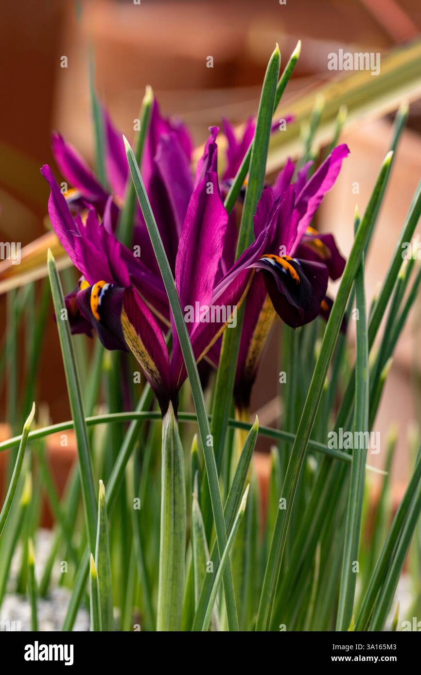 Lovely little Iris Histrioides blooming in soft spring sunshine ...