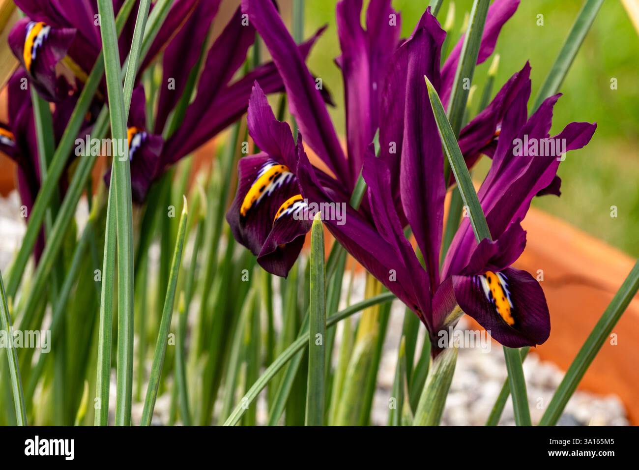 Lovely little Iris Histrioides blooming in soft spring sunshine ...