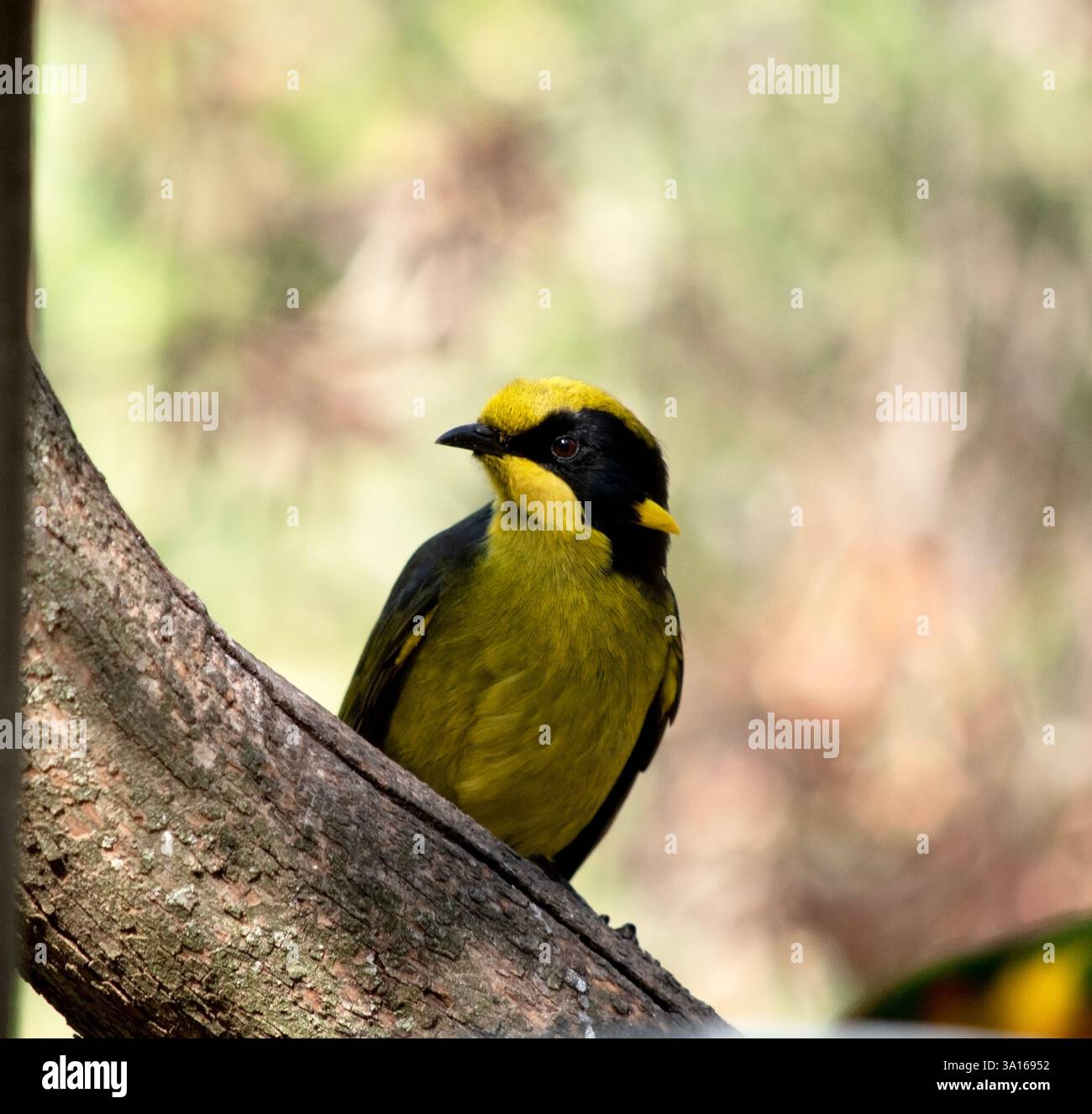 the yellow tufted honeyeater has a bright yellow forehead, crown and ...