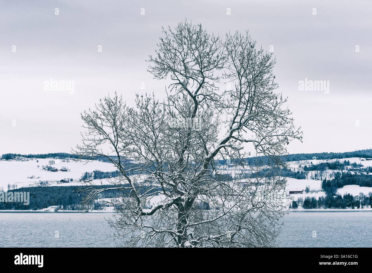 Ash tree in the cultural landscape of Toten by Nordlia, Norway, a day ...