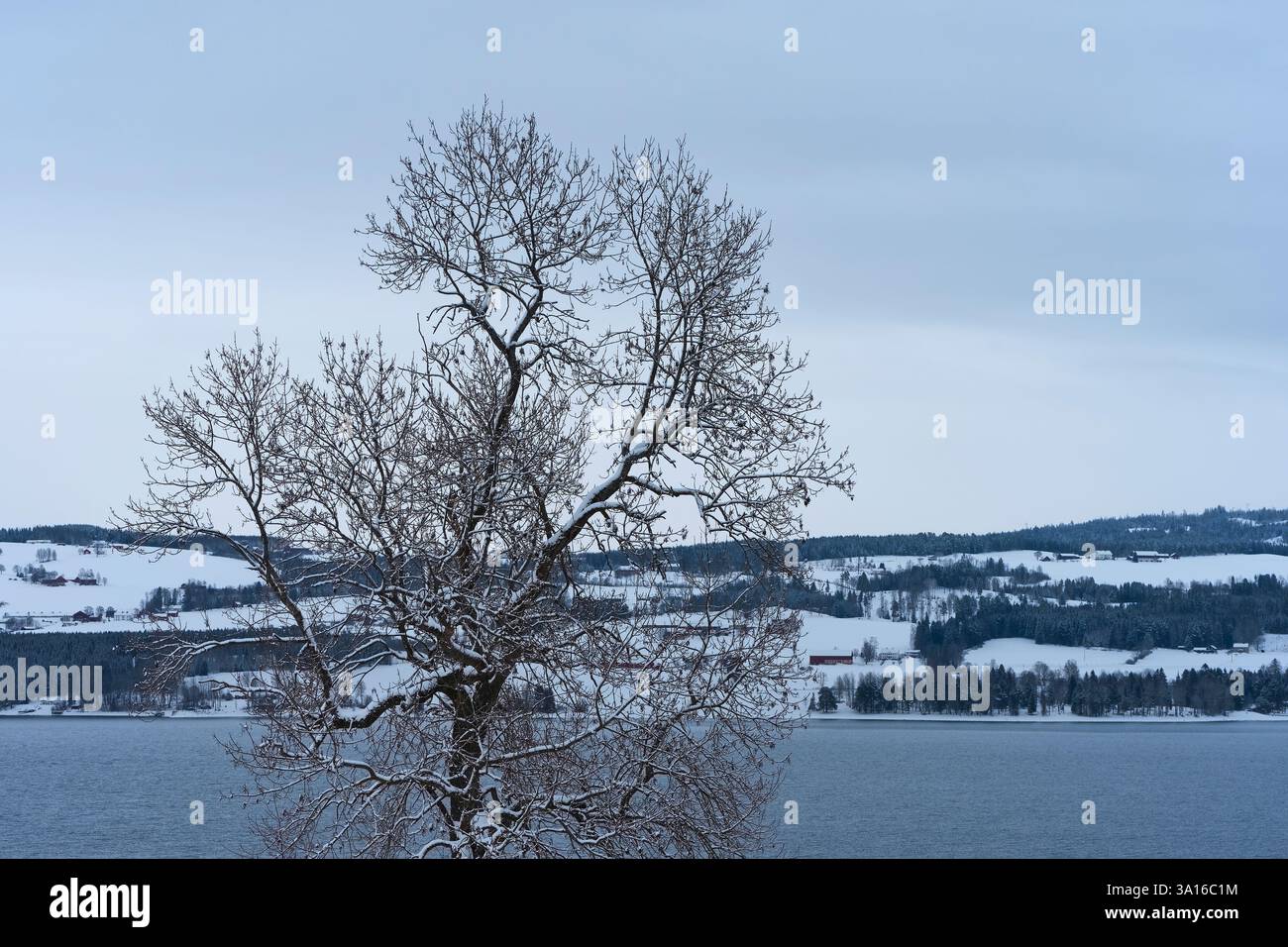 Ash tree in the cultural landscape of Toten by Nordlia, Norway, a day ...