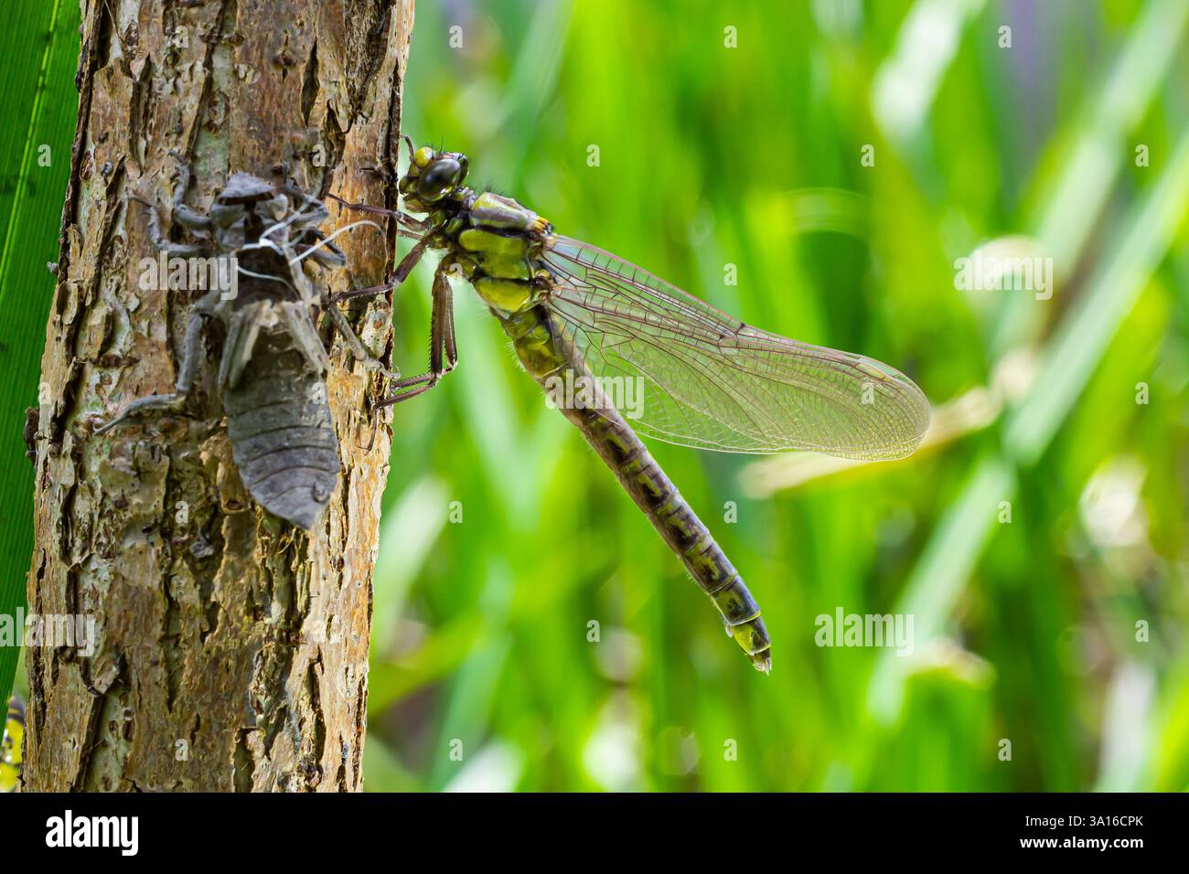 Larval dragonfly grey shell. Nymphal exuvia of Gomphus vulgatissimus ...