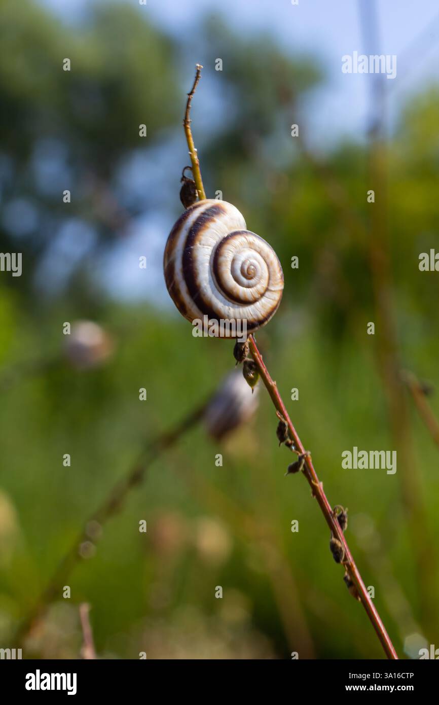 Heath snail Helicella itala banded form, a species of medium-sized, air ...