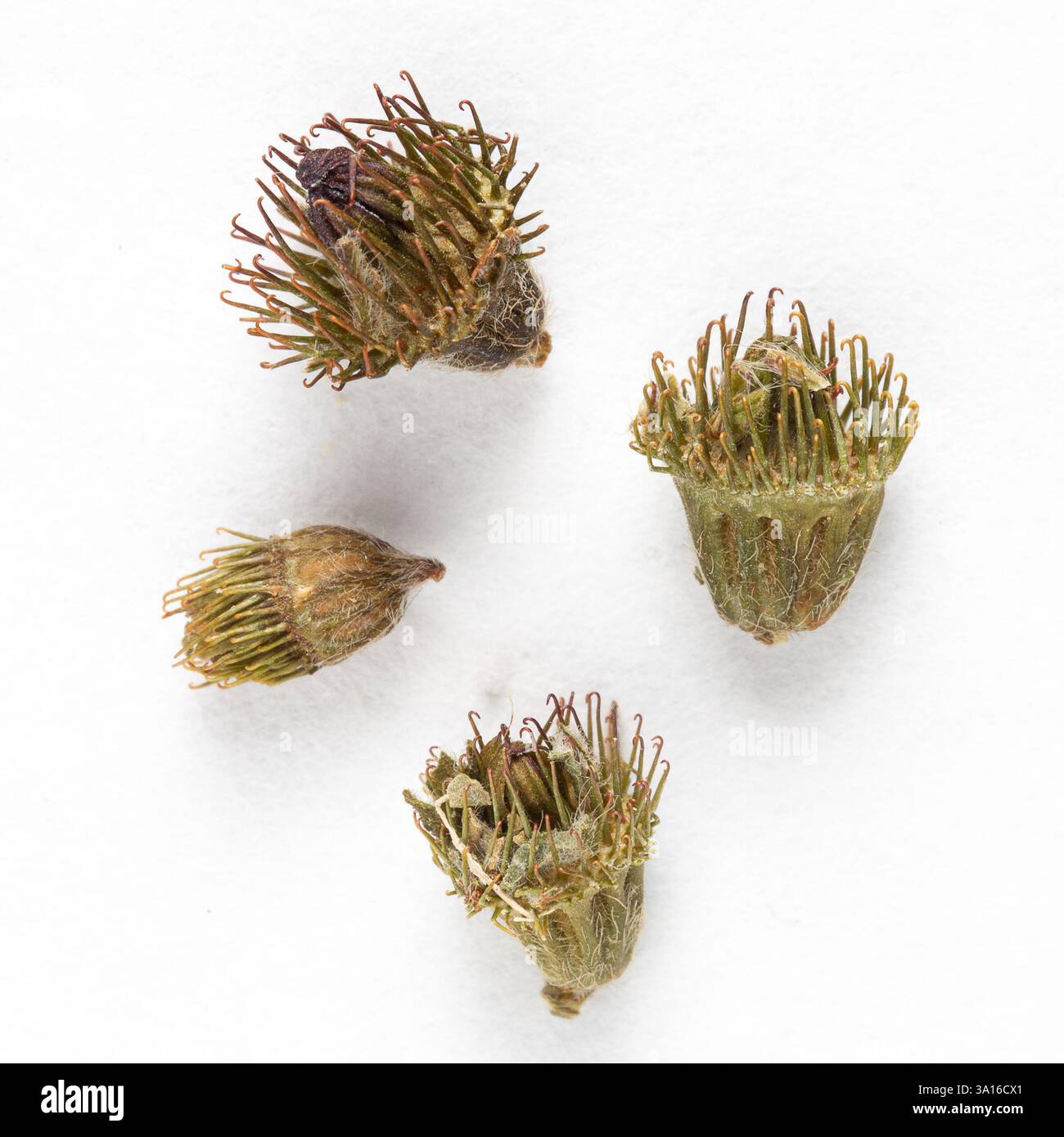 Four dried agrimony seed pods are shown on a white background ...