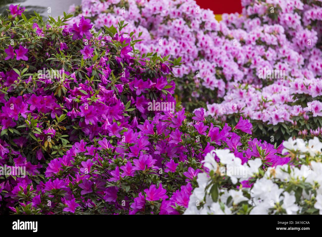 Azalea flowers burst into bloom in Jilin City, northeast China's Jilin ...