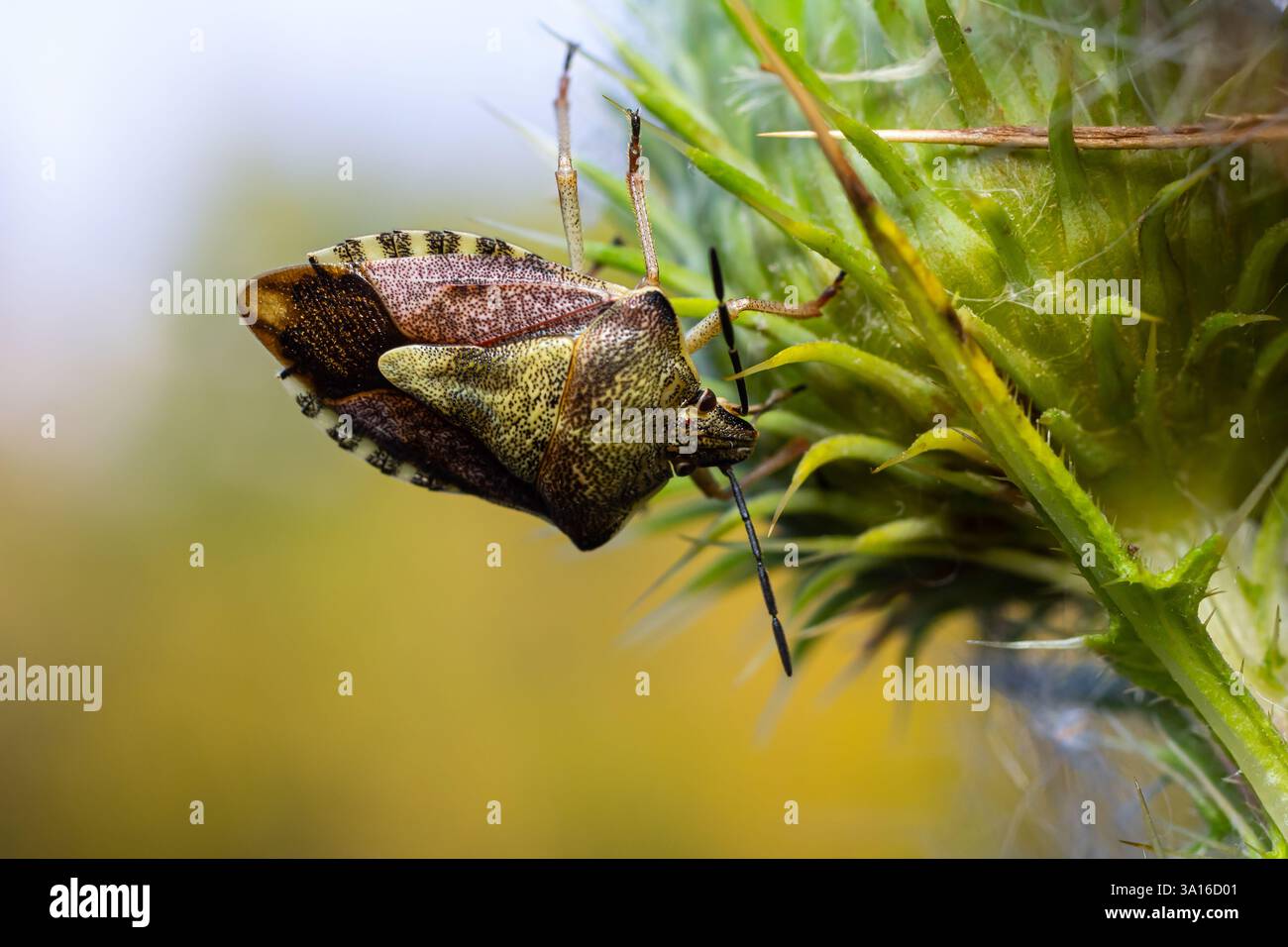 Stink bug life cycle hi-res stock photography and images - Alamy