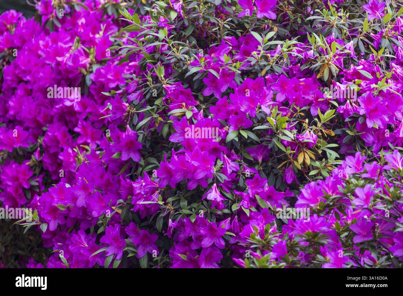 Azalea flowers burst into bloom in Jilin City, northeast China's Jilin ...