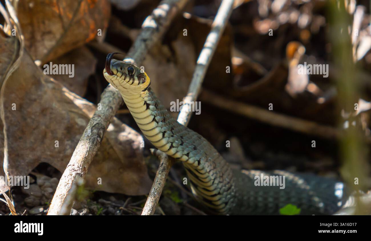 The grass snake Natrix natrix, sometimes called the ringed snake or ...