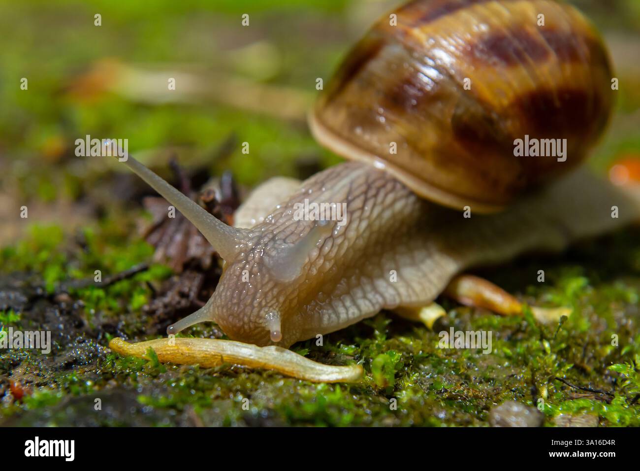 Helix pomatia, common names the Roman snail, Burgundy snail, edible ...