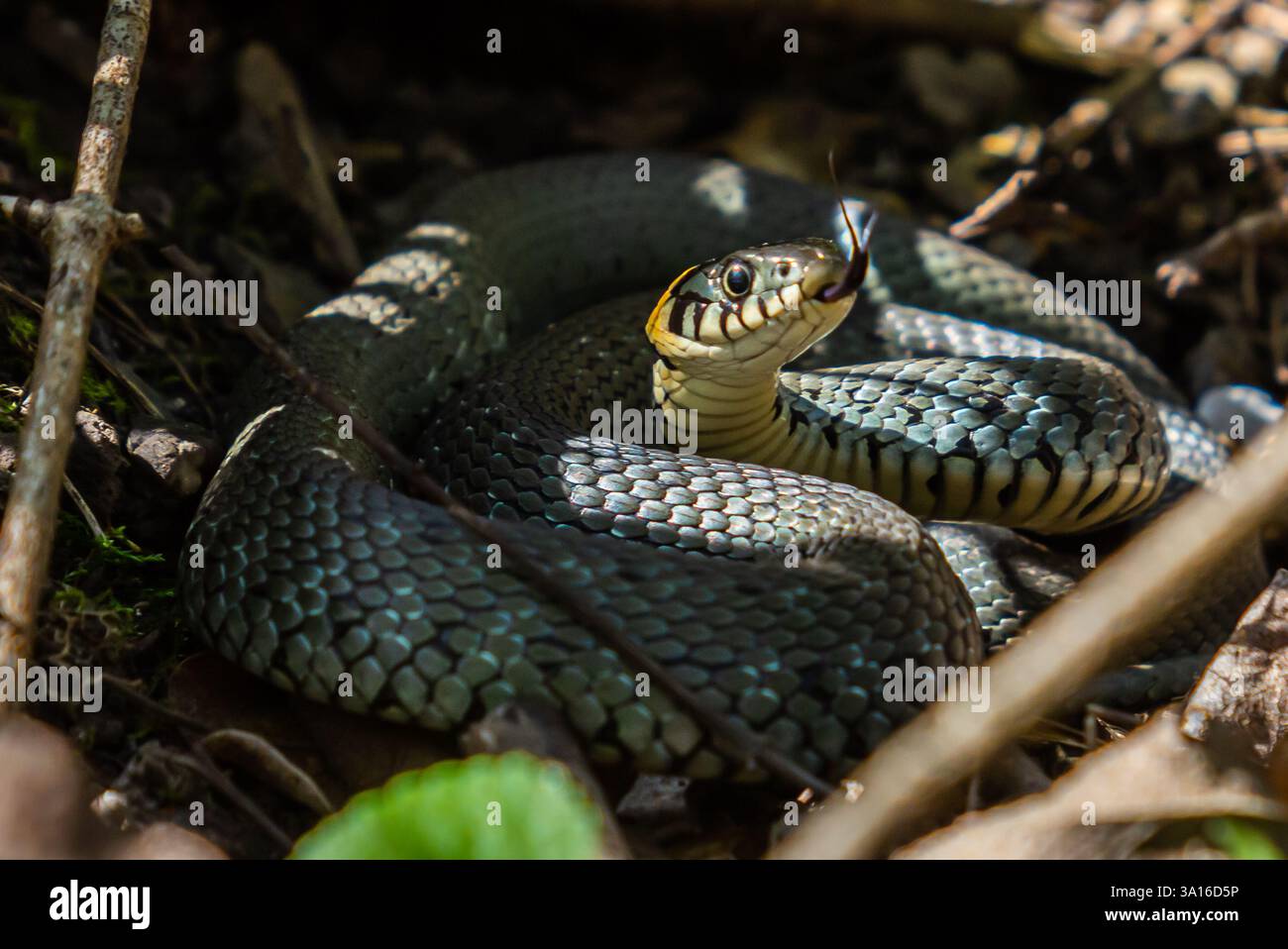 The grass snake Natrix natrix, sometimes called the ringed snake or ...