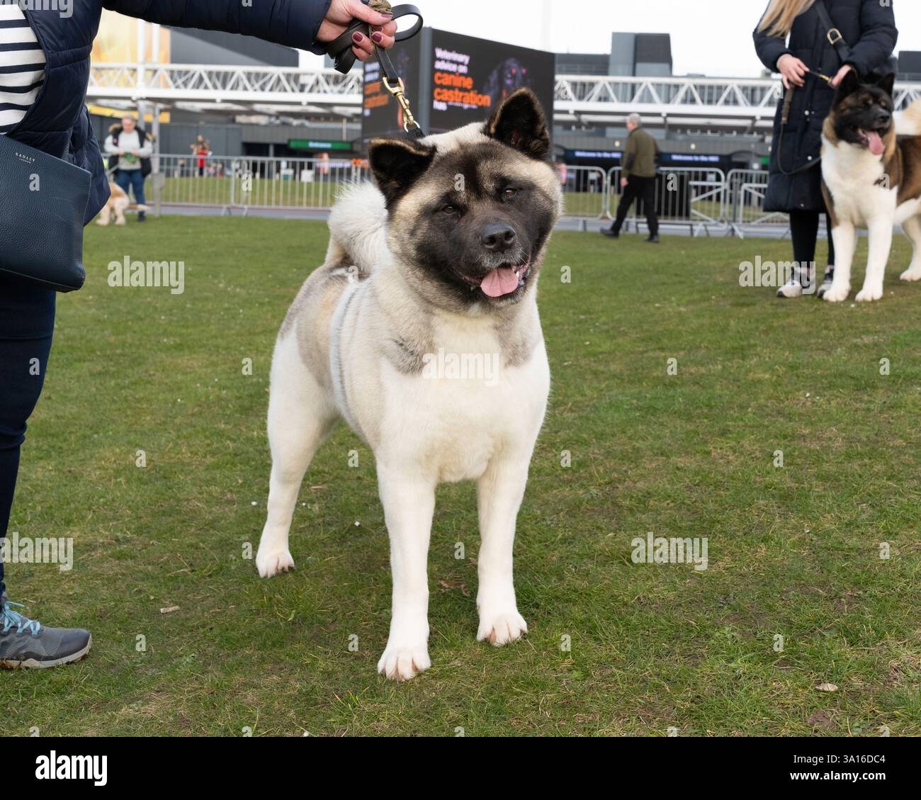Crufts 2025 toy and utility hi-res stock photography and images - Alamy