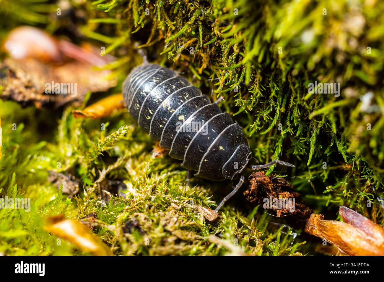 Damp terrestrial habitat hi-res stock photography and images - Alamy