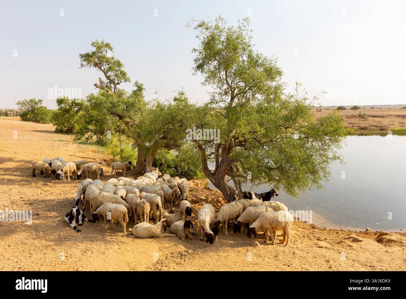 India, Rajasthan, Jaisalmer, Thar Desert, sheep protecting themselves ...