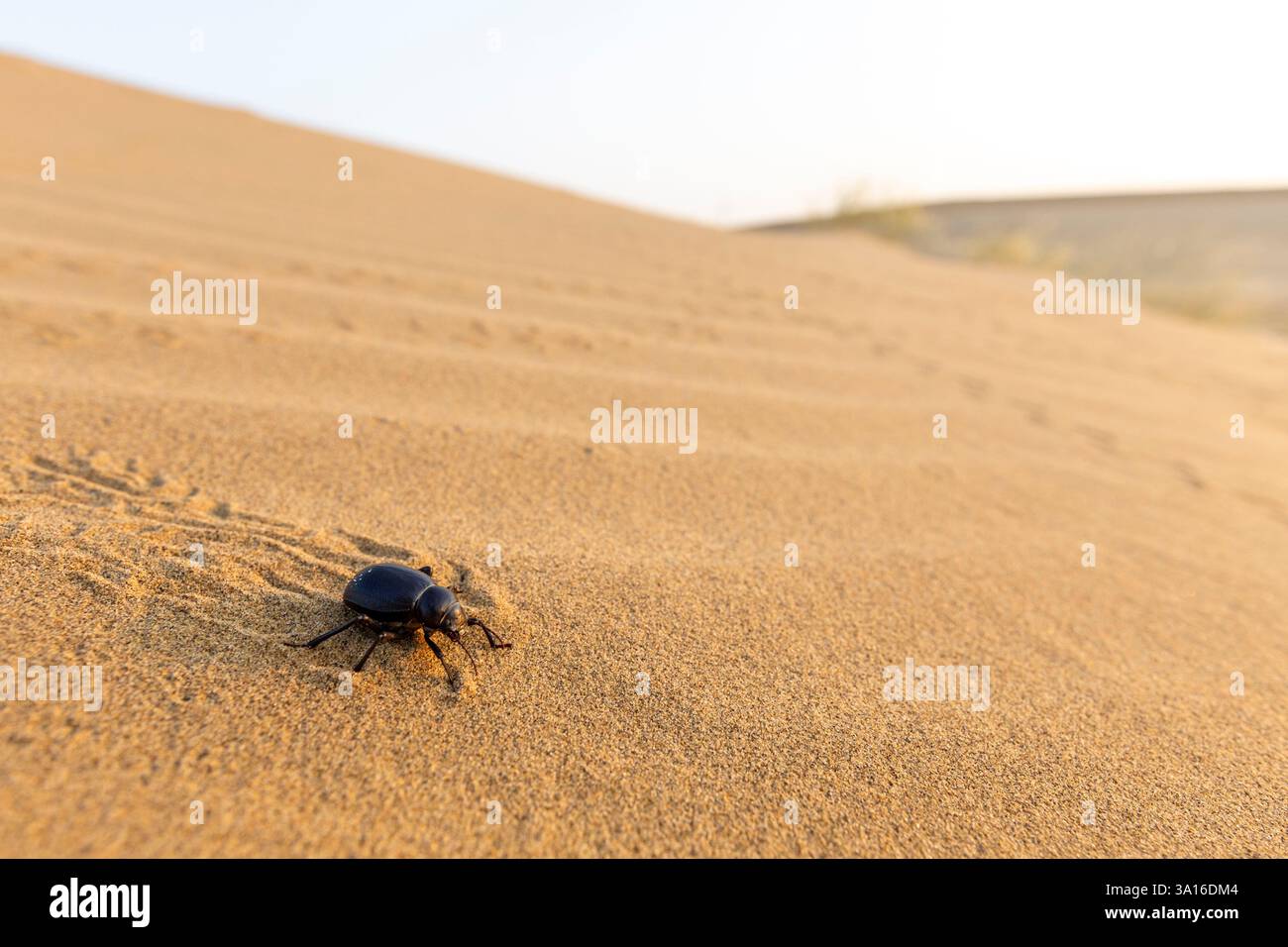 India, Rajasthan, Jaisalmer, Thar Desert, scarab beetle (Blaps sp ...
