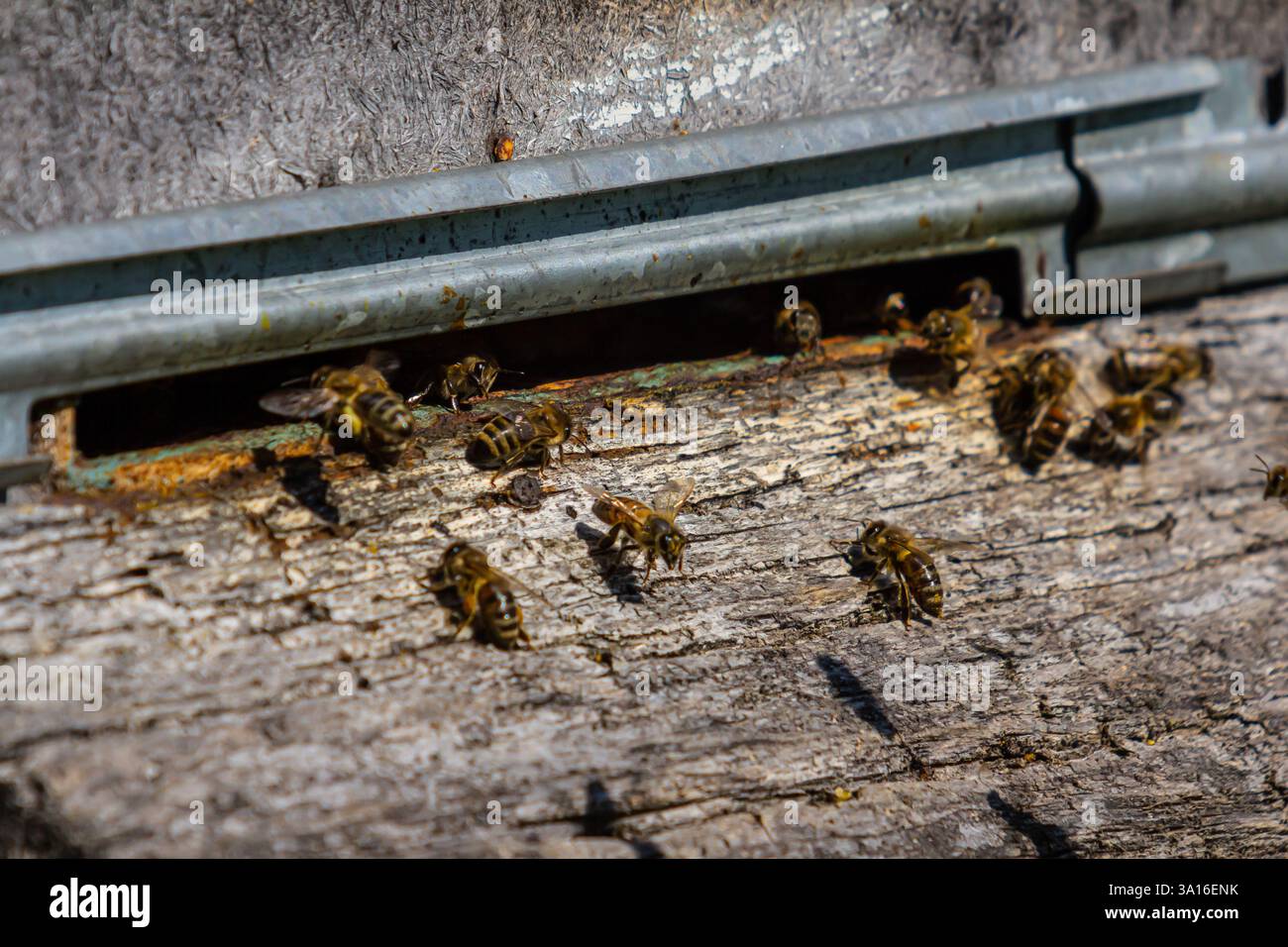 Environmental benefits of bees hi-res stock photography and images - Alamy