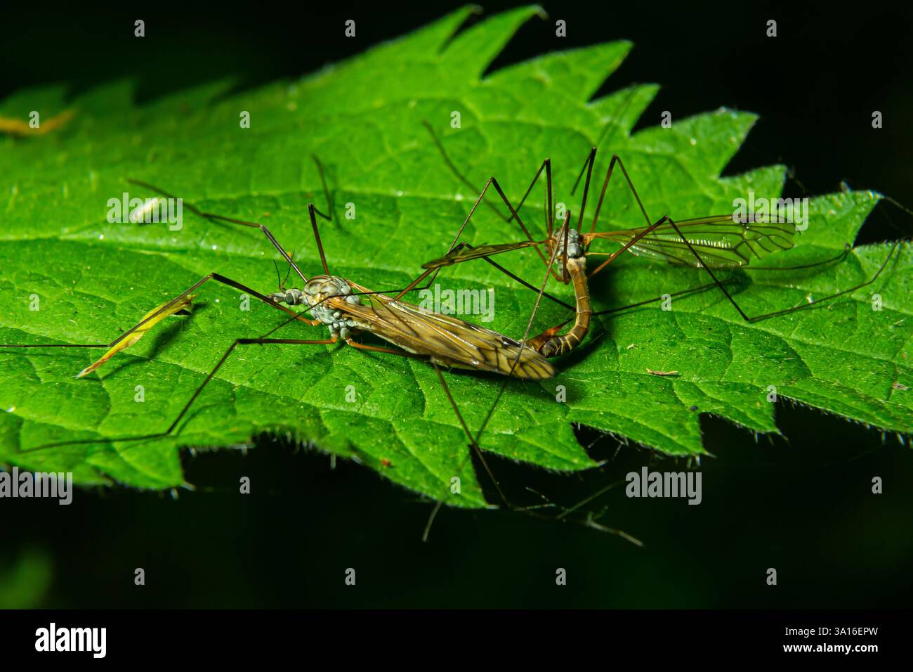 Two mosquitoes are seen resting on a vibrant green leaf, showcasing ...