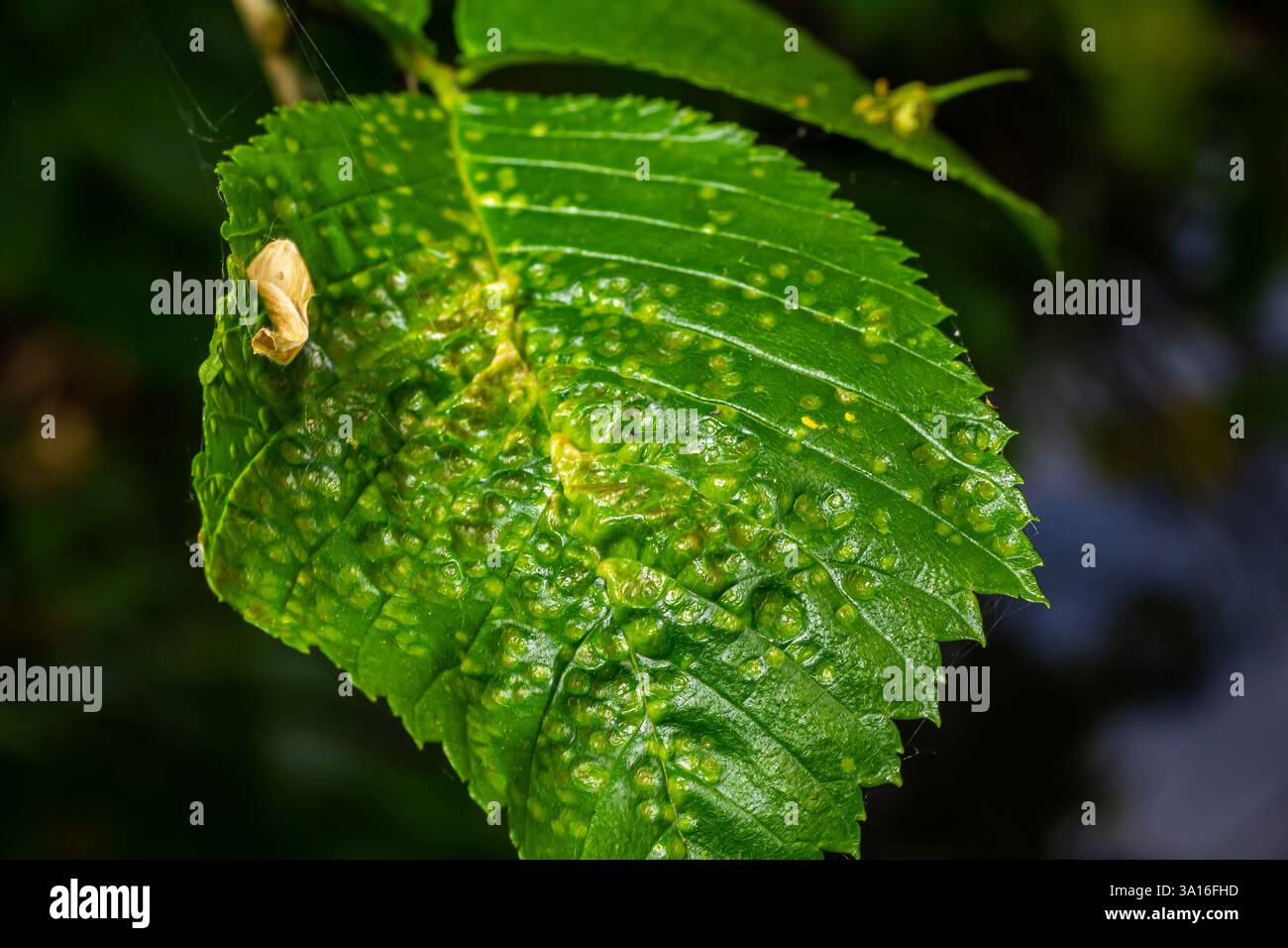 A close-up view reveals a vibrant green leaf showcasing unique gall ...