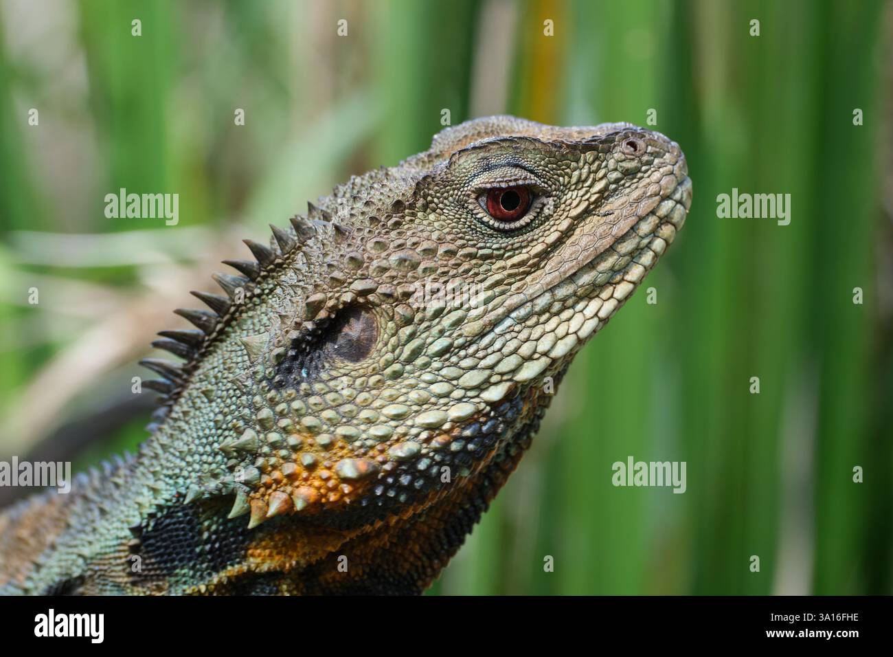 Gippsland Water Dragon Profile Stock Photo - Alamy