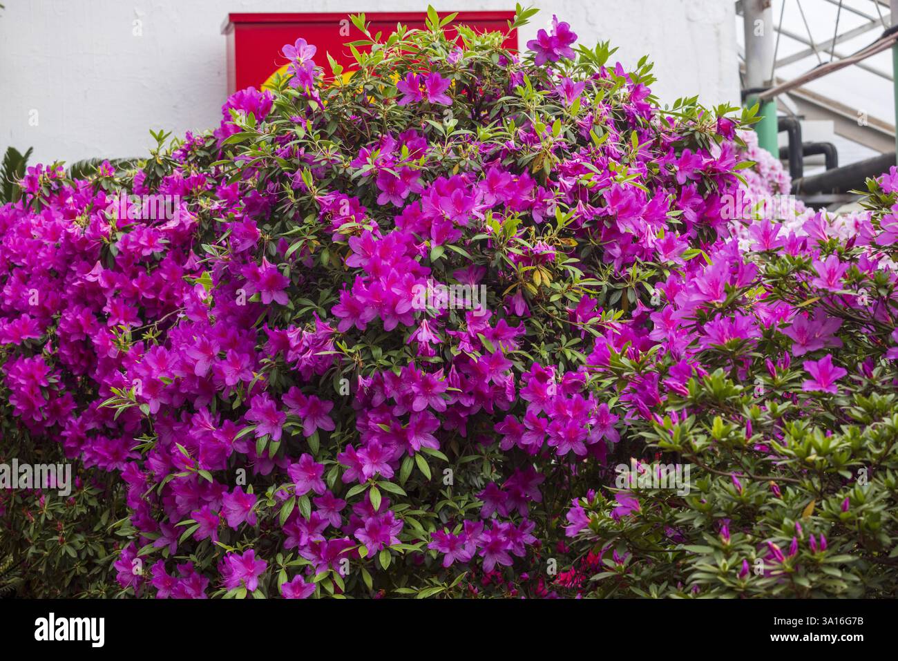 Azalea flowers burst into bloom in Jilin City, northeast China's Jilin ...