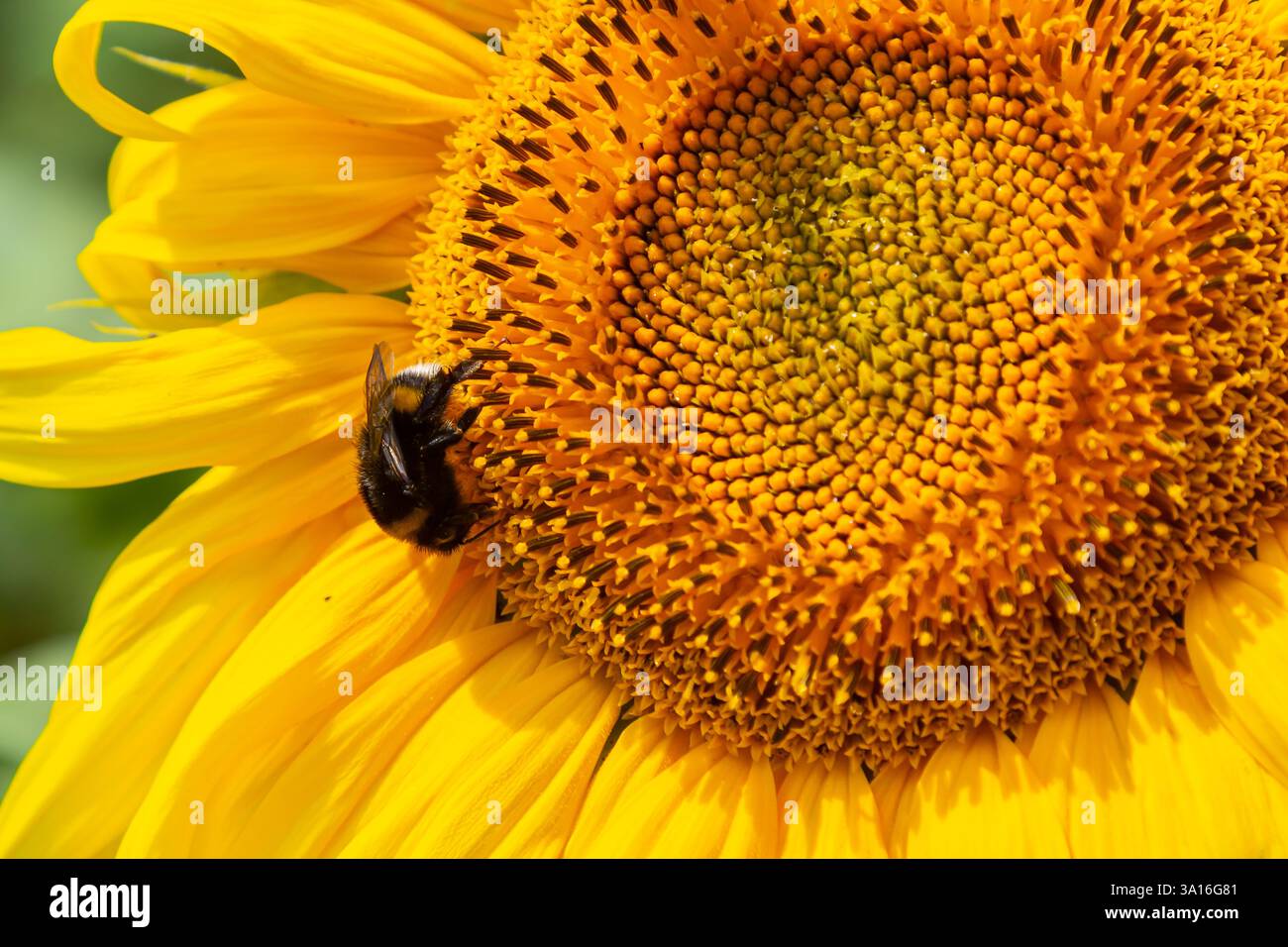 Closeup of bumblebee face hi-res stock photography and images - Alamy