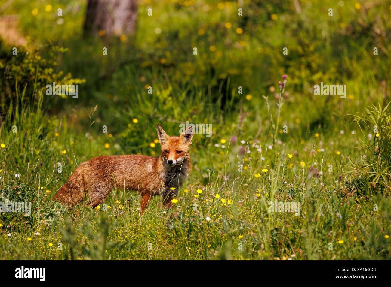 Adult Red Fox (Vulpes vulpes), walking in the woods, marauding, Riano, Province of Leon ...
