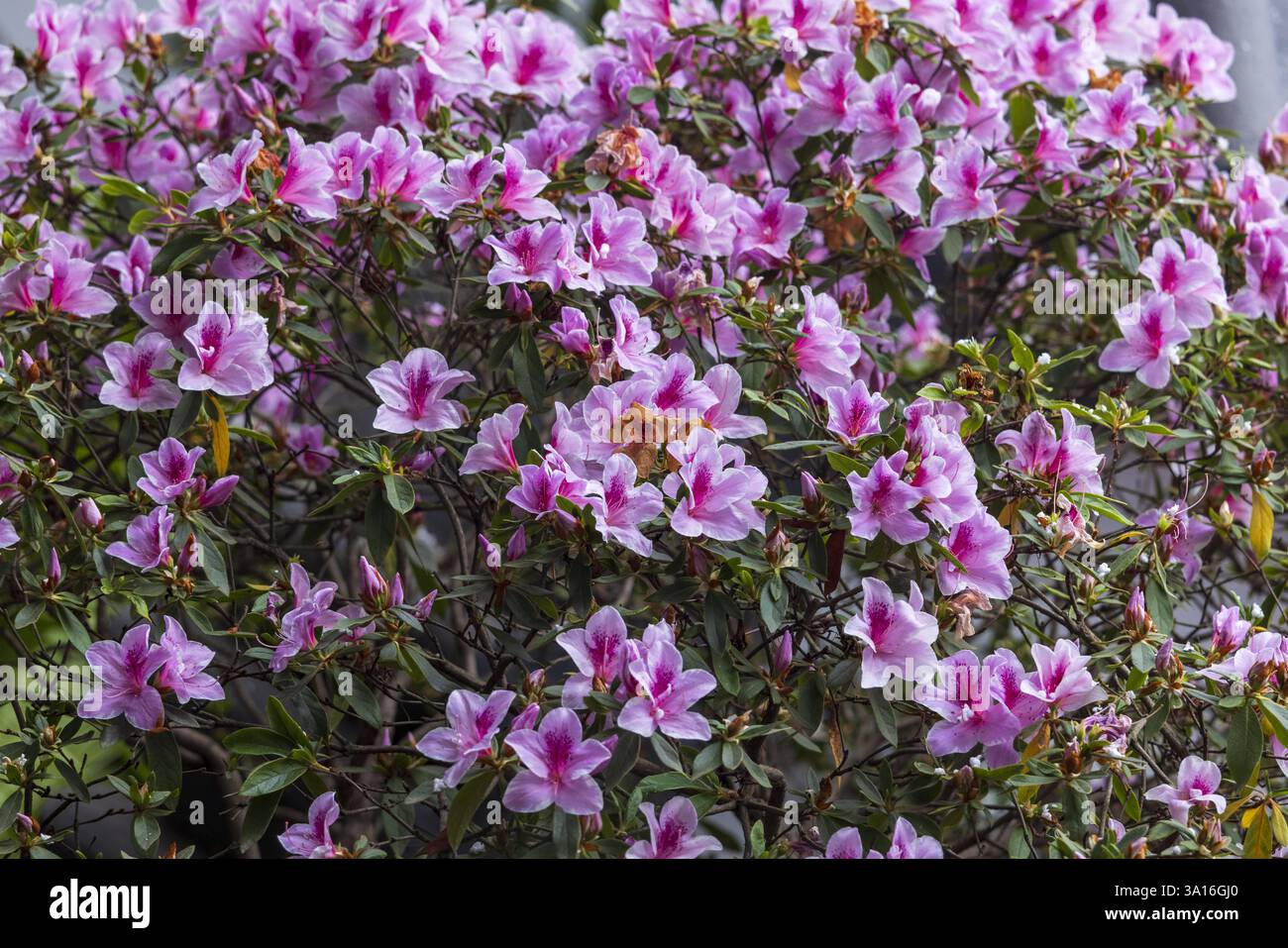 Azalea flowers burst into bloom in Jilin City, northeast China's Jilin ...