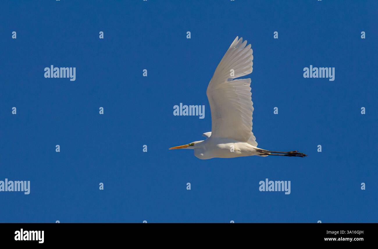 A great white egret in flight. Common egret on air. White heron on the ...