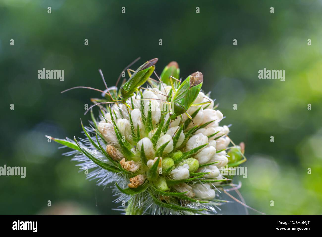 Clusters of small white blossoms surrounded hi-res stock photography ...