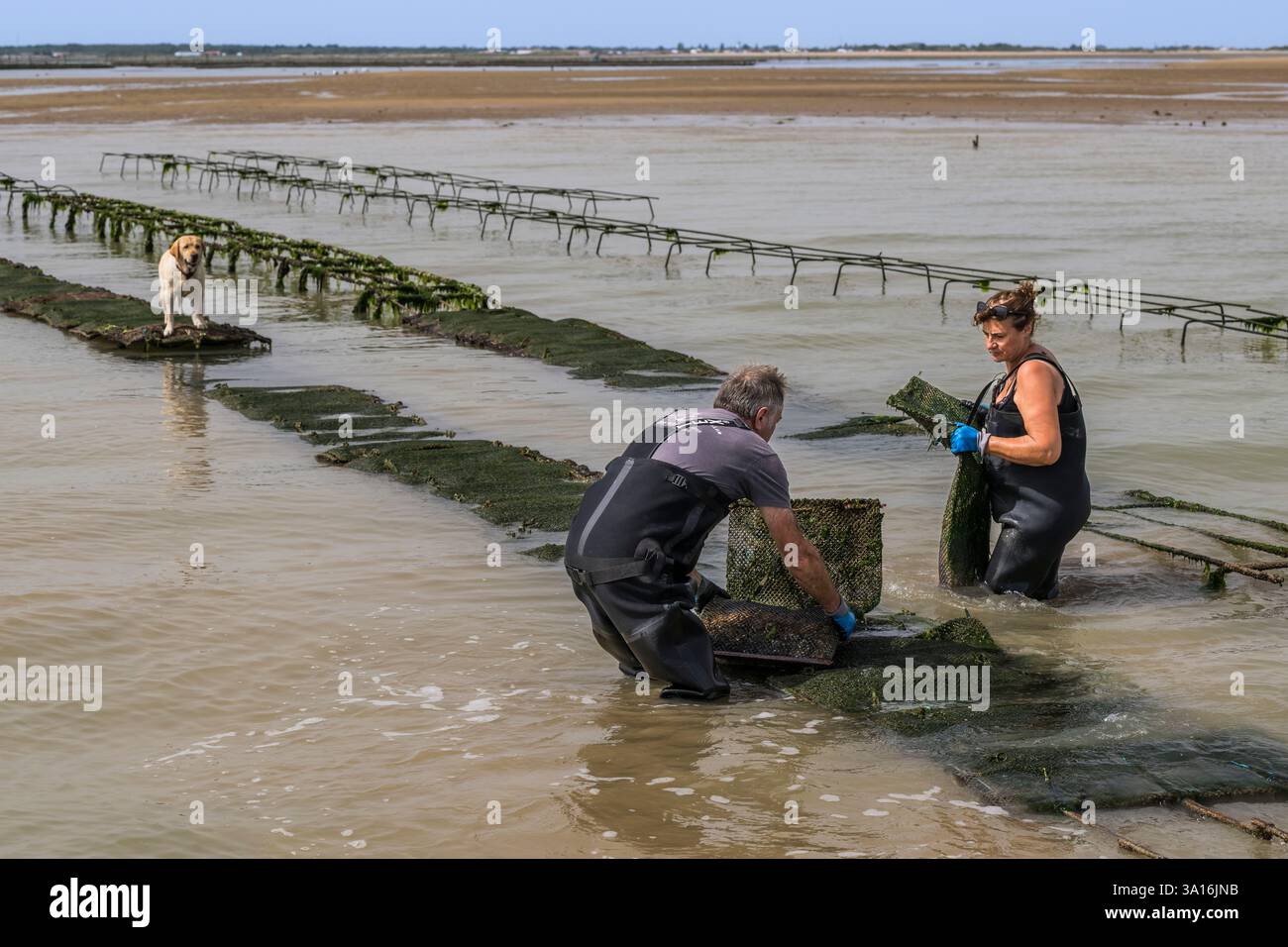 France, Charente Maritime, Oleron island, Dolus d’Oléron, the parks of ...