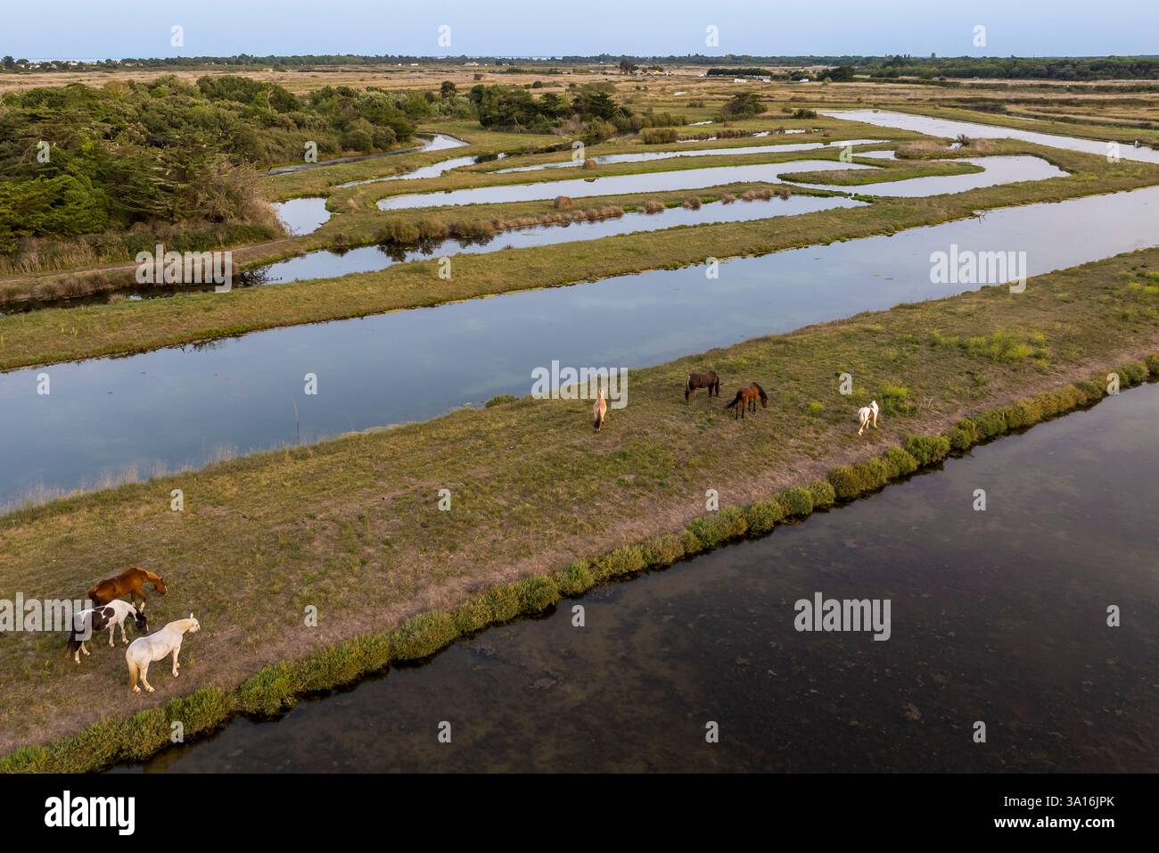 France, Charente Maritime, Oleron island, Saint Georges d'Oléron, the ...