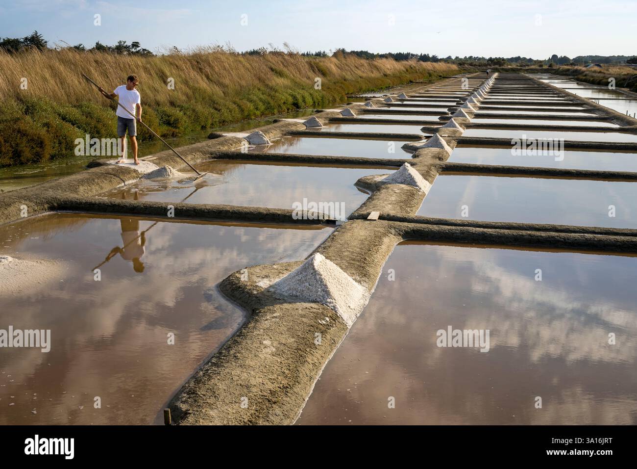 Damien marsh hi-res stock photography and images - Alamy