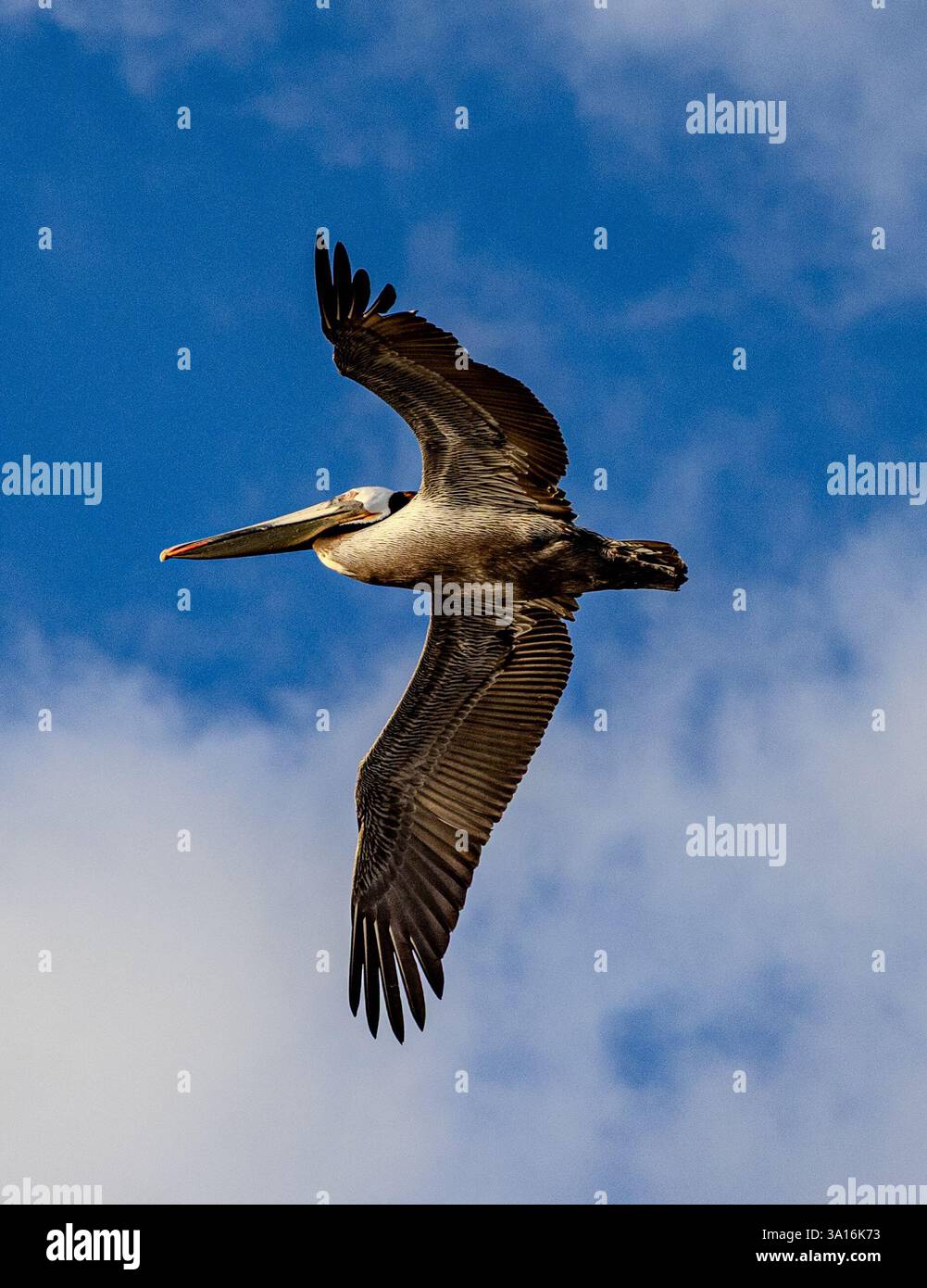 Montecito, Ca, USA. 6th Mar, 2025. Pelicans fly across the sky that is ...