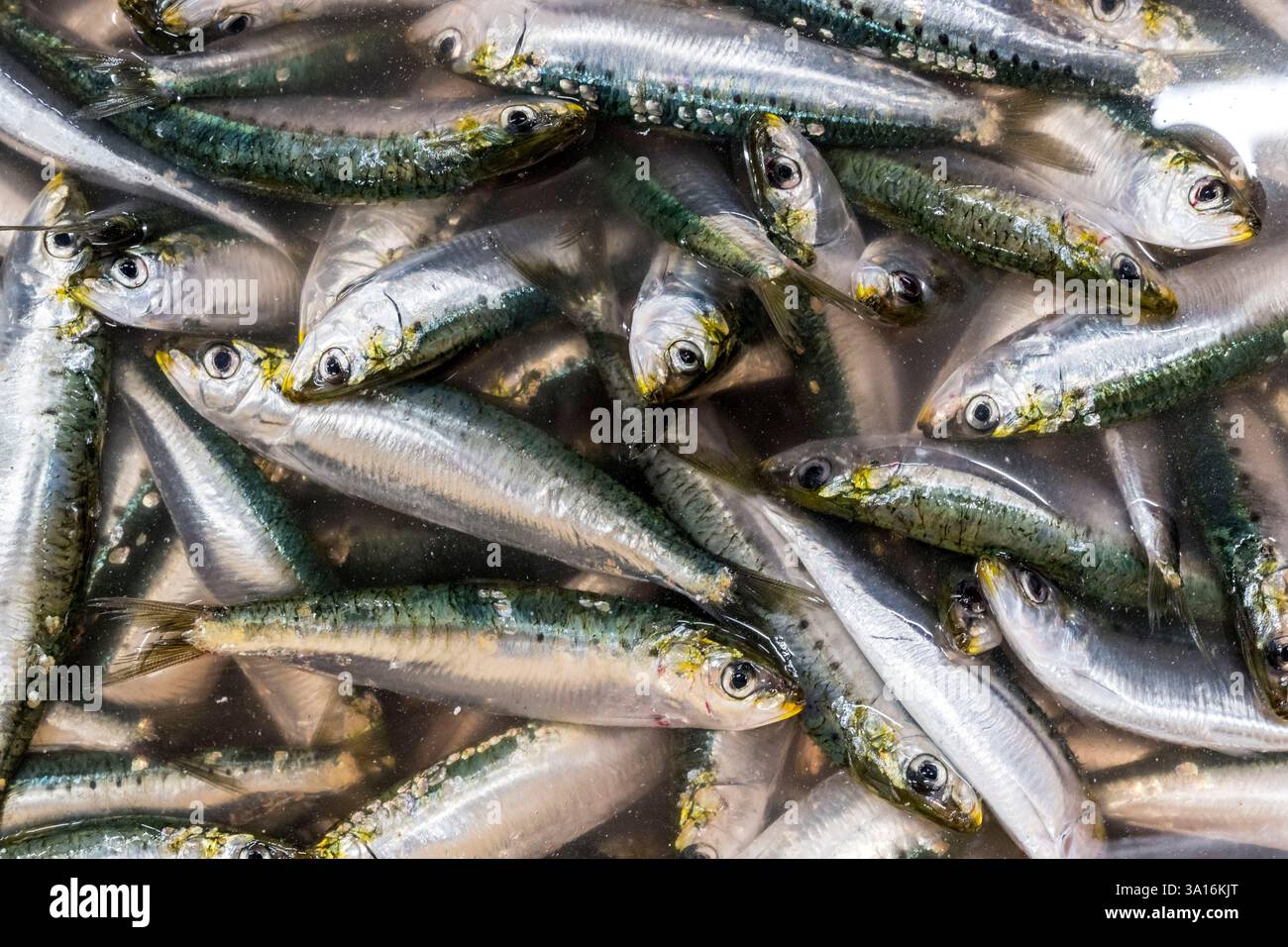 France, Vendée, Saint Gilles Croix de vie, the fish market outcry ...
