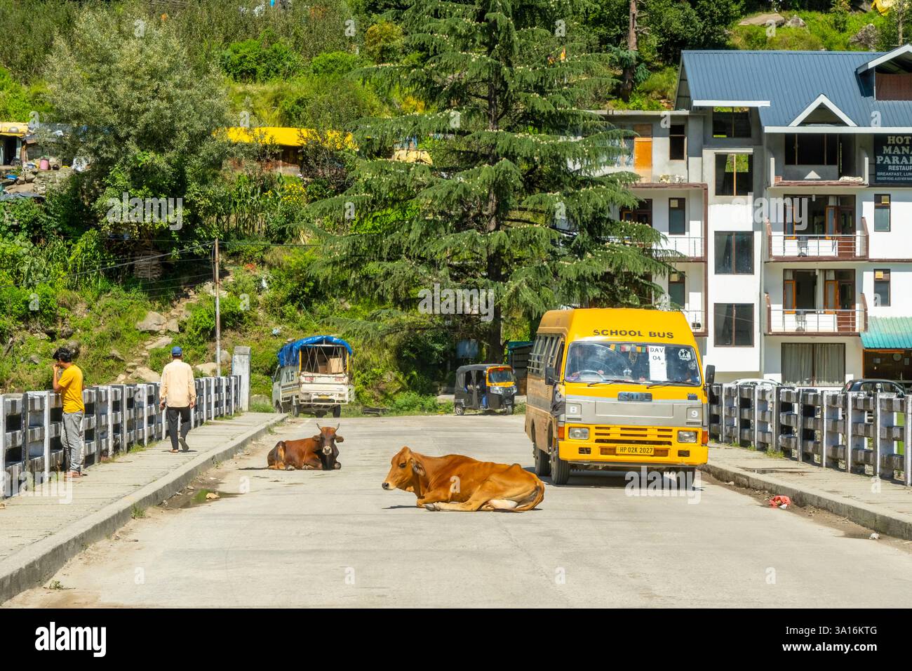 India, Himachal Pradesh state, Kullu valley, Manali, cows on the road ...