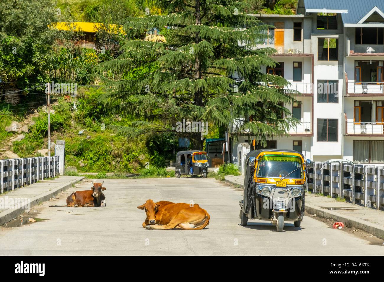 India, Himachal Pradesh state, Kullu valley, Manali, cows on the road ...