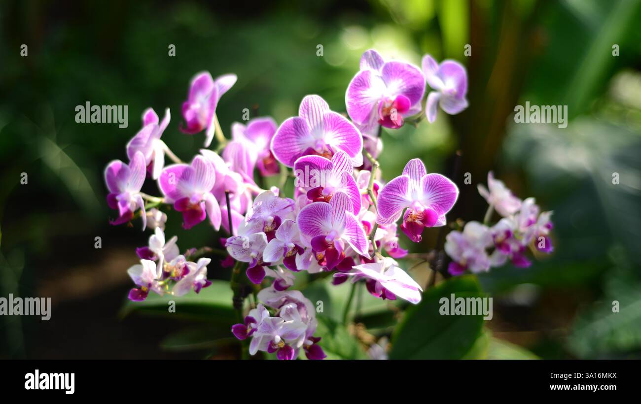 Spring flowers at the China National Botanical Garden attract visitors ...