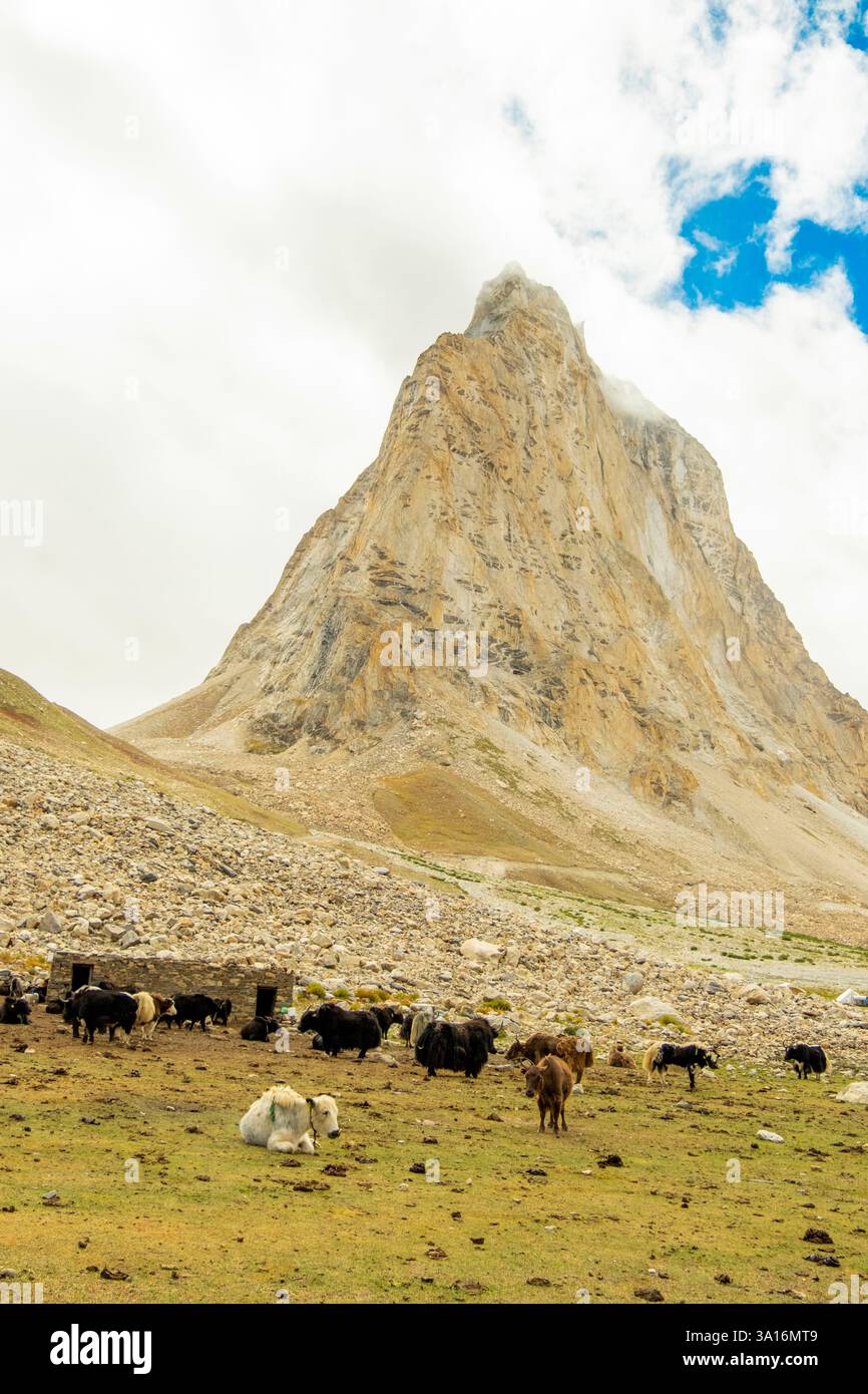 India, Ladakh state, Trans-Himalayan, motorbike tour on Royal enfield ...