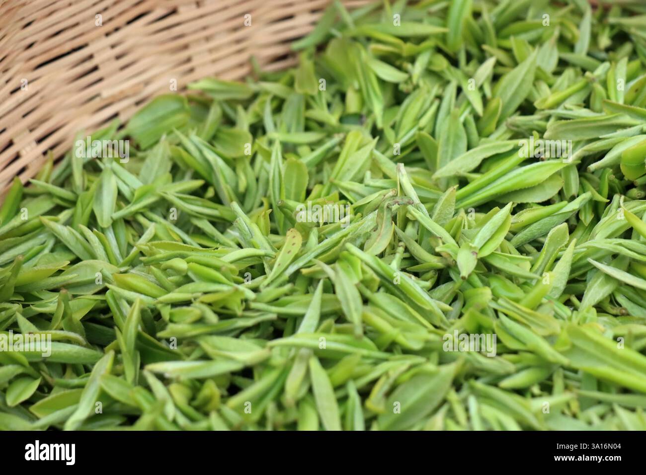Workers pick tea leaves at a tea garden in Yichang City, central China ...