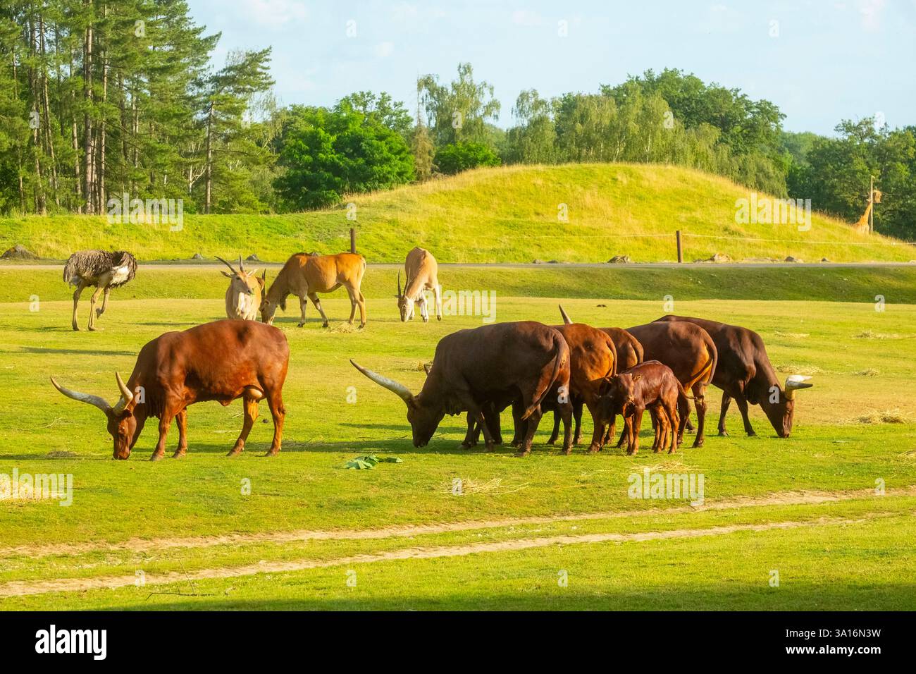 France, Yvelines, Thoiry, The animal park, Safari dinner Stock Photo ...