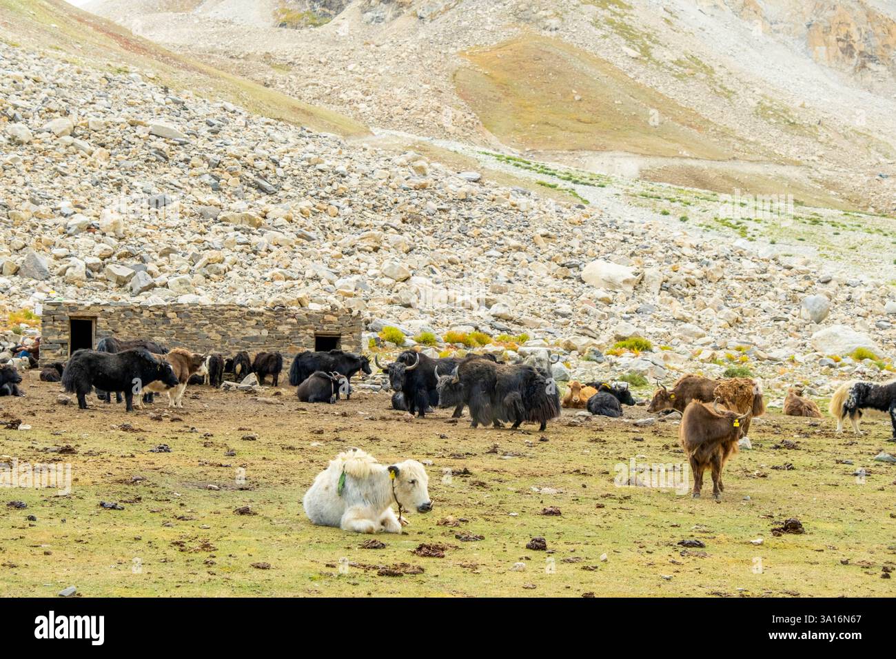 India, Ladakh state, Trans-Himalayan, motorbike tour on Royal enfield ...