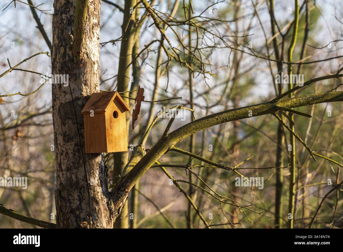 Tree for nesting birds hi-res stock photography and images - Alamy
