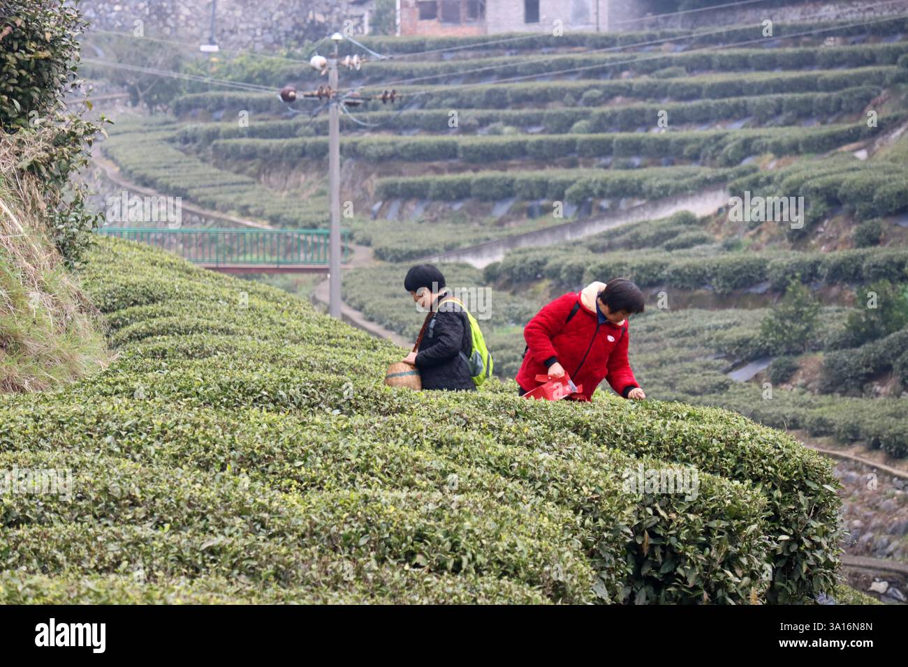 Workers pick tea leaves at a tea garden in Yichang City, central China ...