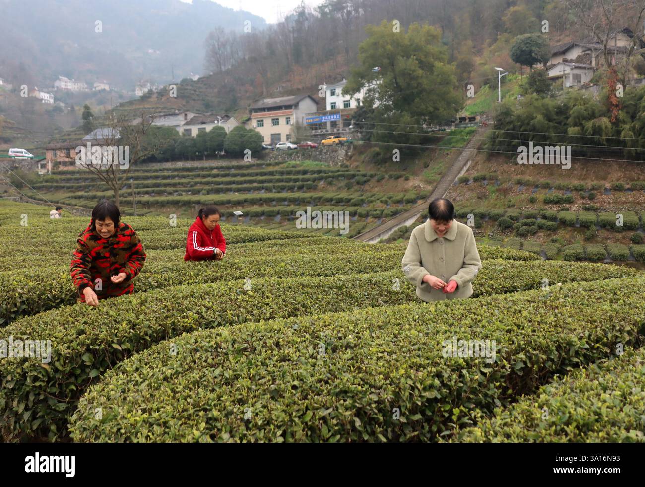 Workers pick tea leaves at a tea garden in Yichang City, central China ...