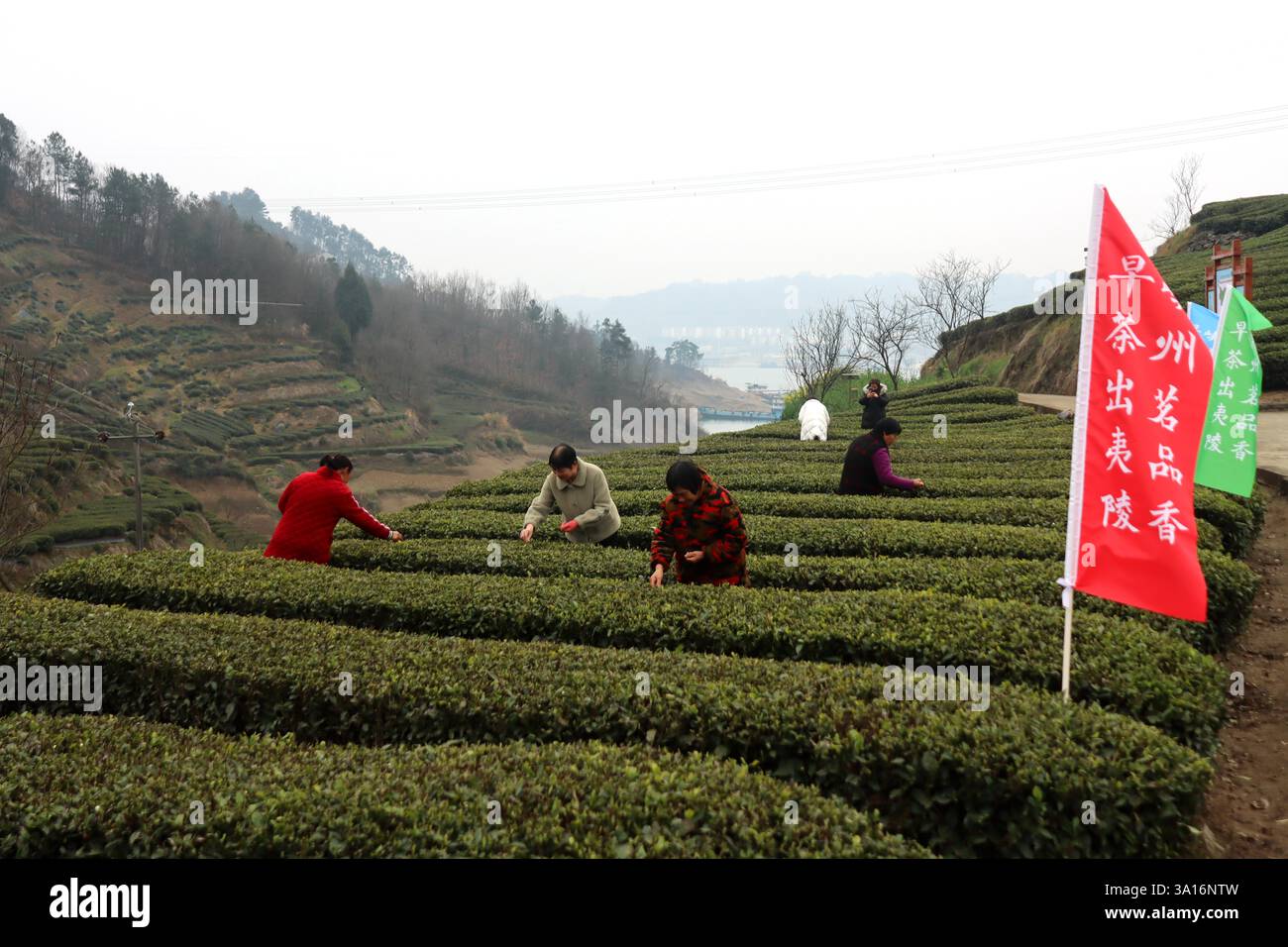 Workers pick tea leaves at a tea garden in Yichang City, central China ...