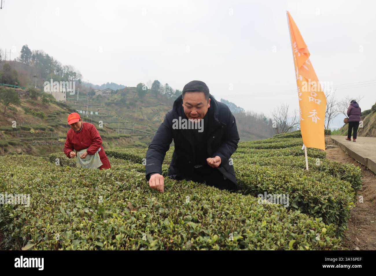 Workers pick tea leaves at a tea garden in Yichang City, central China ...