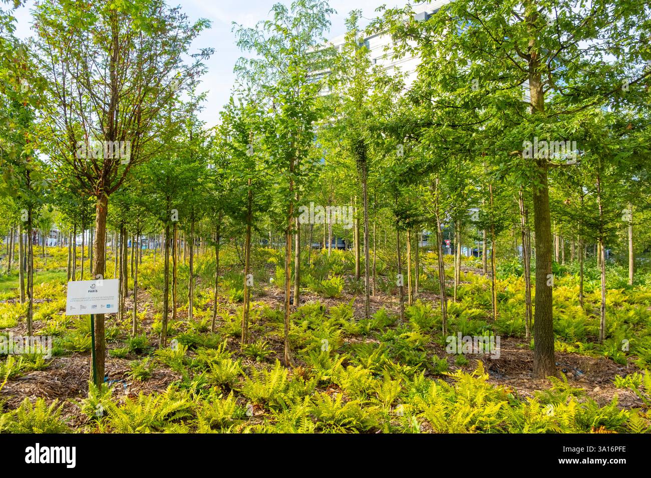 France, Paris, Place de Catalogne, the Urban Forest Stock Photo - Alamy
