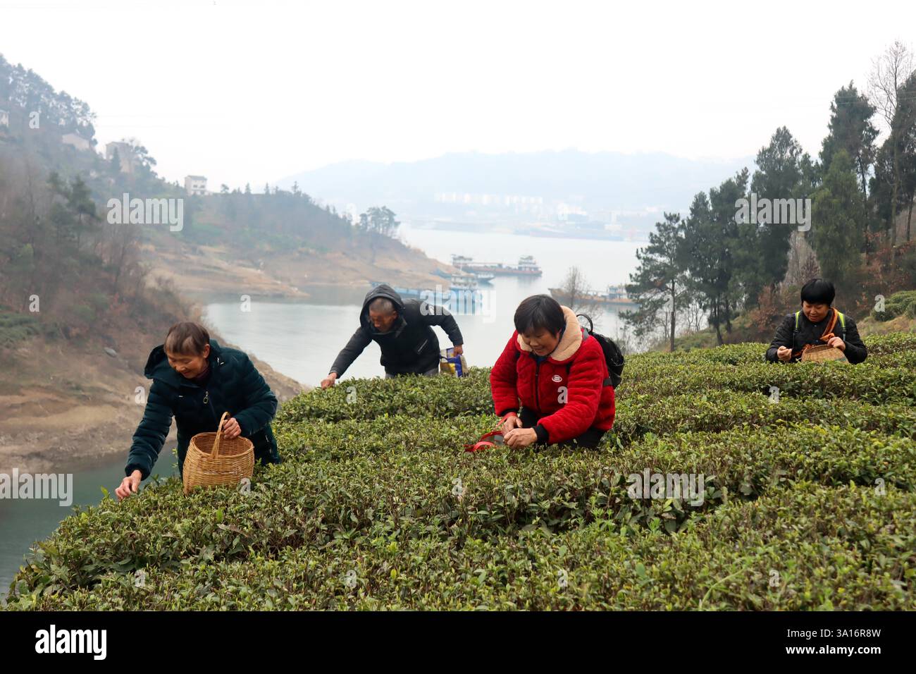 Workers pick tea leaves at a tea garden in Yichang City, central China ...