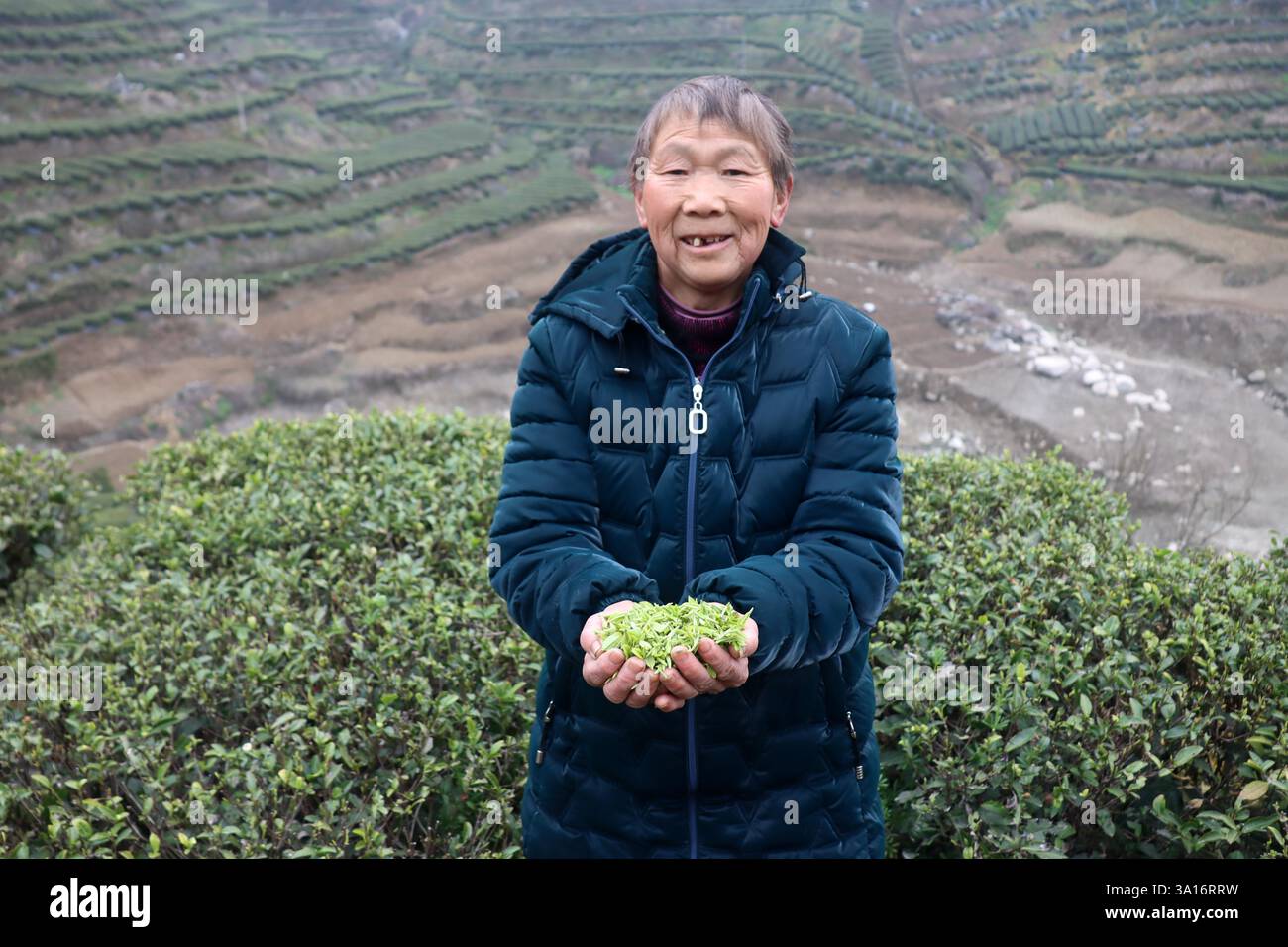 Workers pick tea leaves at a tea garden in Yichang City, central China ...