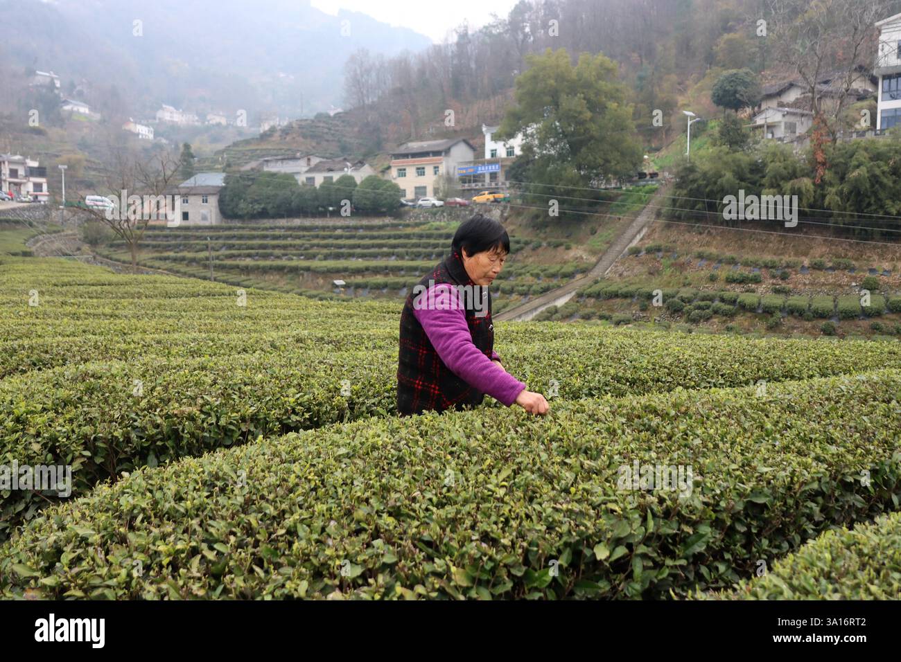 Workers pick tea leaves at a tea garden in Yichang City, central China ...